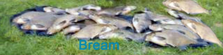 Fishing | Moonriver cottage, Martham, Norfolk Broads National Park